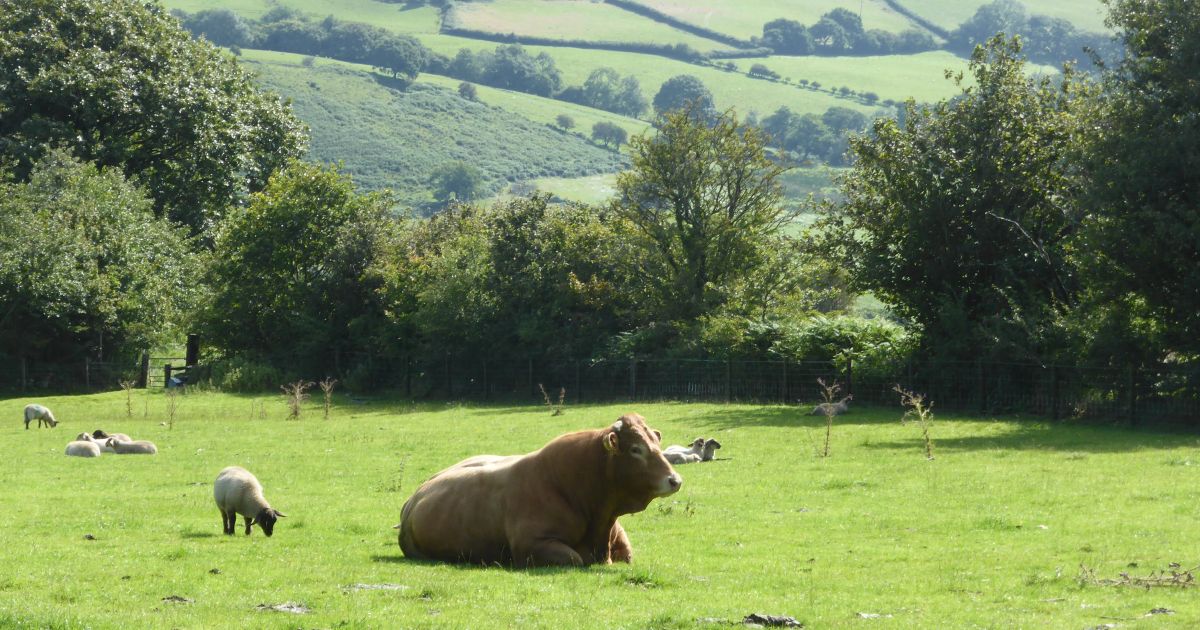 Llantrisant forest and Taff Ely Ridgeway - Ramblers